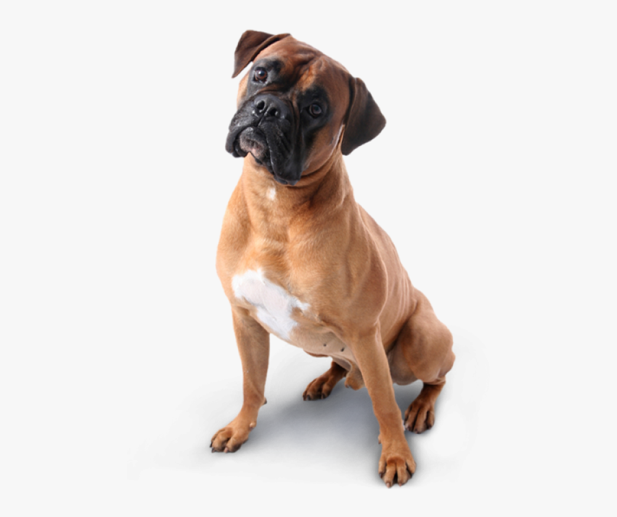 Dog Png Image Free - Boxer Dog Transparent Background , Free ...