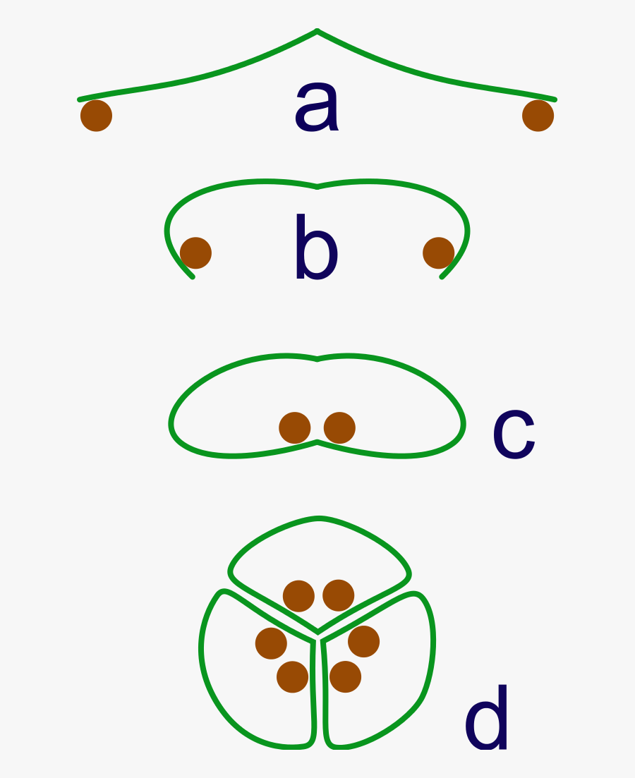 Flower - Plant - With - Roots - Apokarp Synkarp , Free Transparent ...