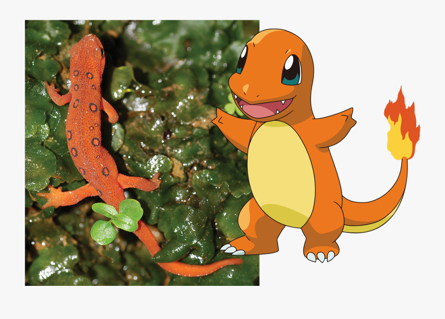 Transparent Salamander Clipart - Pokemon Charmander , Free Transparent ...
