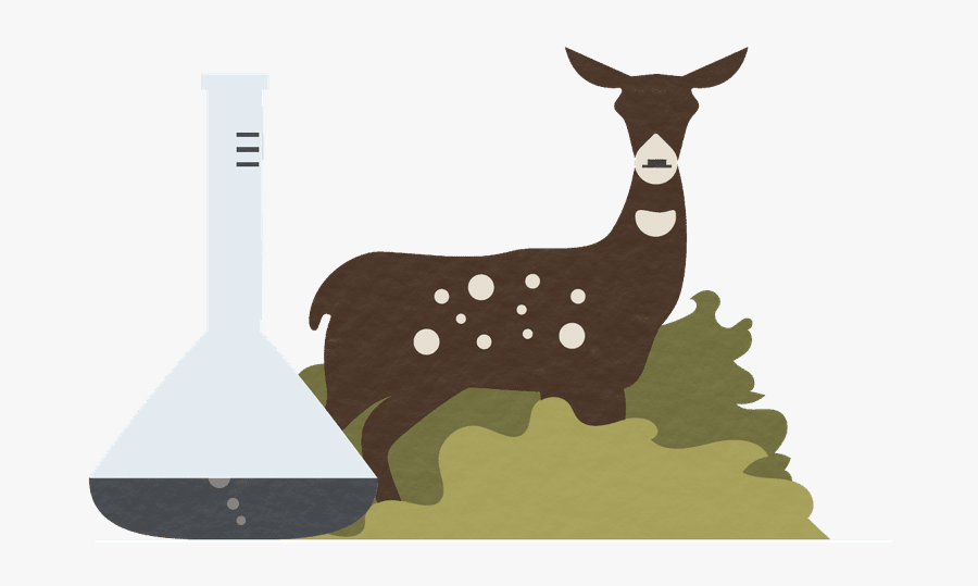 Transparent Animal Science Clipart - Thoughtco , Free Transparent ...