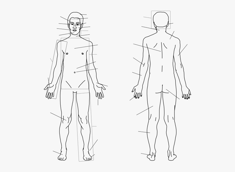 Transparent Blank Person Clipart - Transparent Body Sketch , Free ...