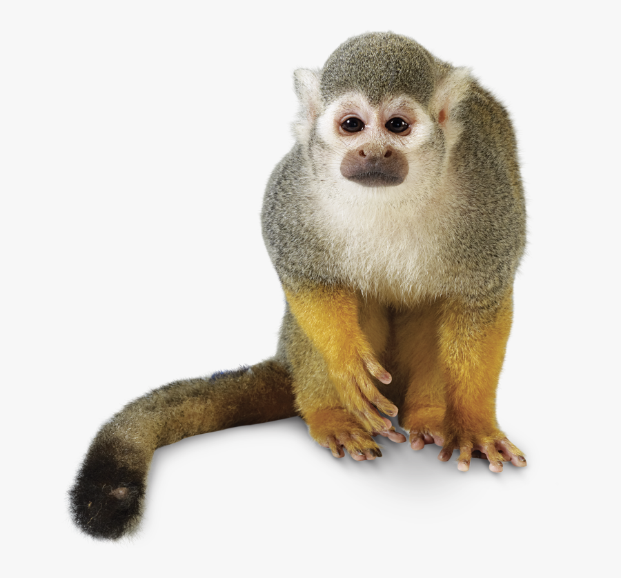 Clip Art Free Monkey - Squirrel Monkey No Background , Free Transparent ...