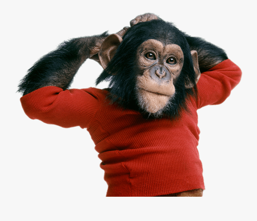 Nim Chimpsky , Free Transparent Clipart - ClipartKey