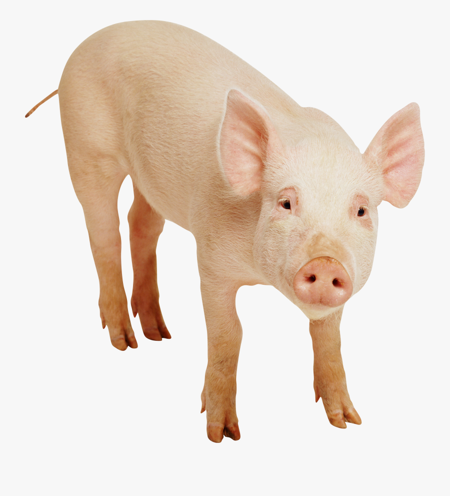 Pig Png Images, Free Picture Download Pigs - Pig Png , Free Transparent ...