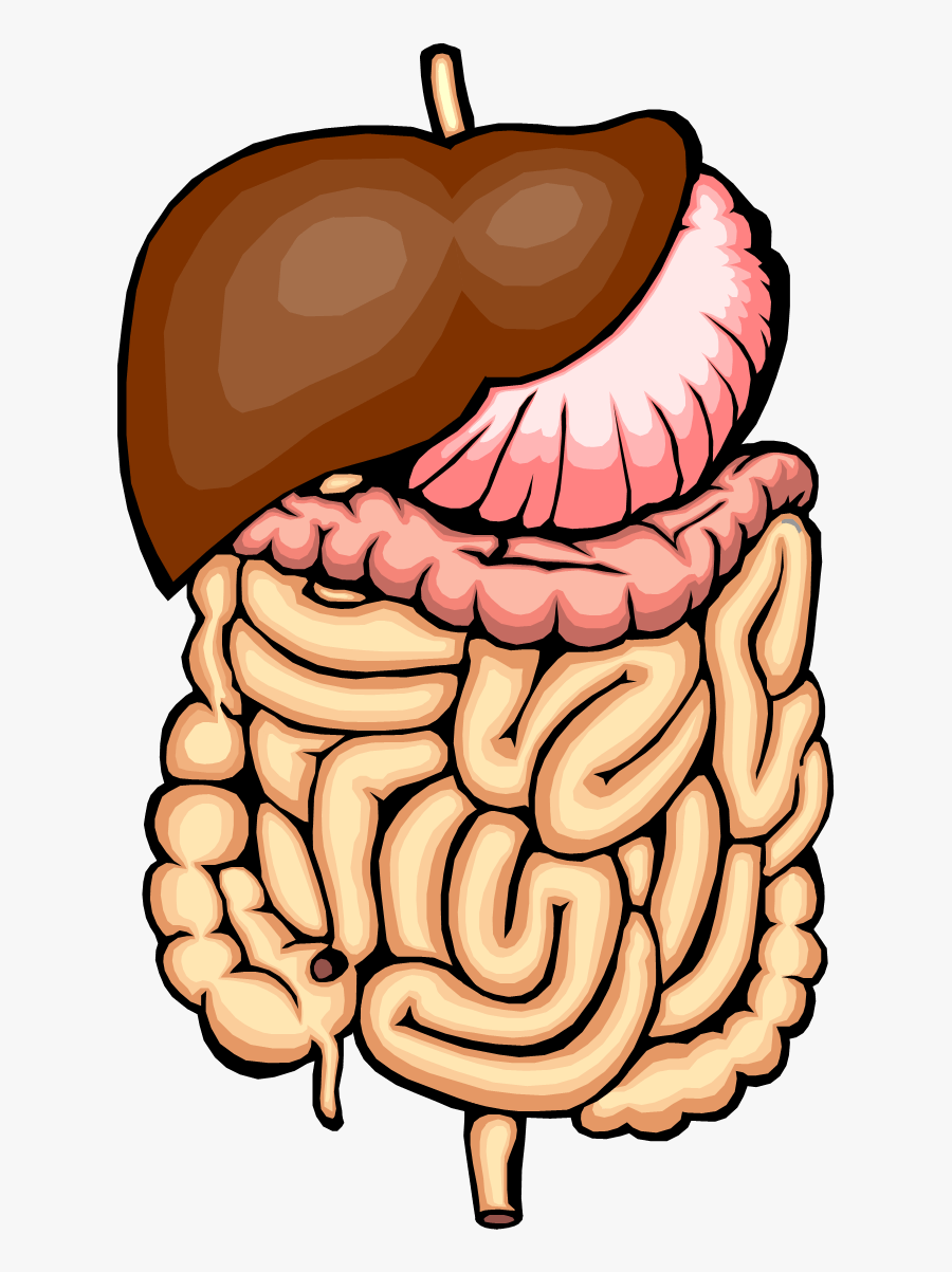 Digestive System Clip Art - Digestive System Clipart , Free Transparent ...