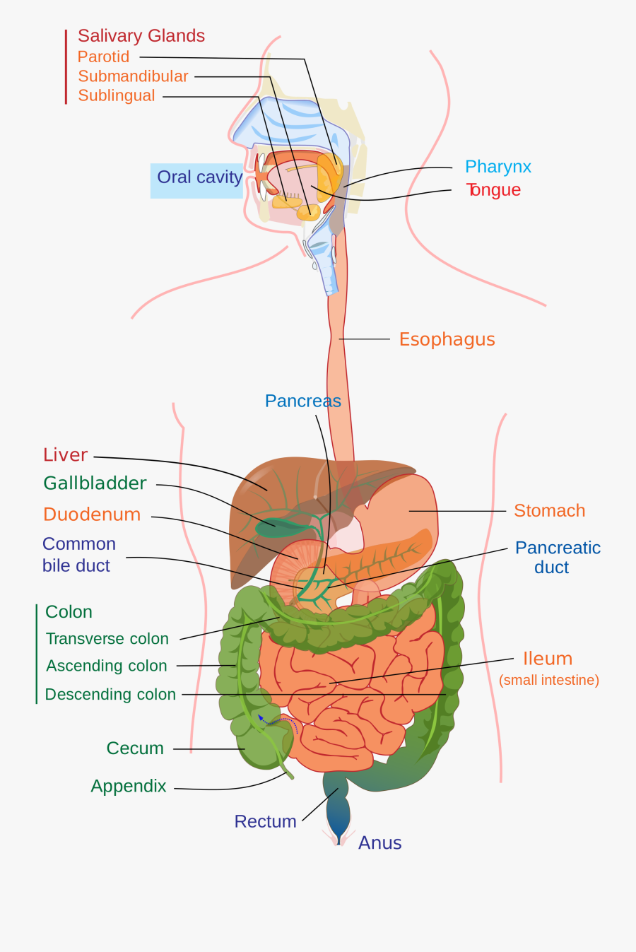 Clip Art Picture Of Digestive System - Science Digestive System , Free ...