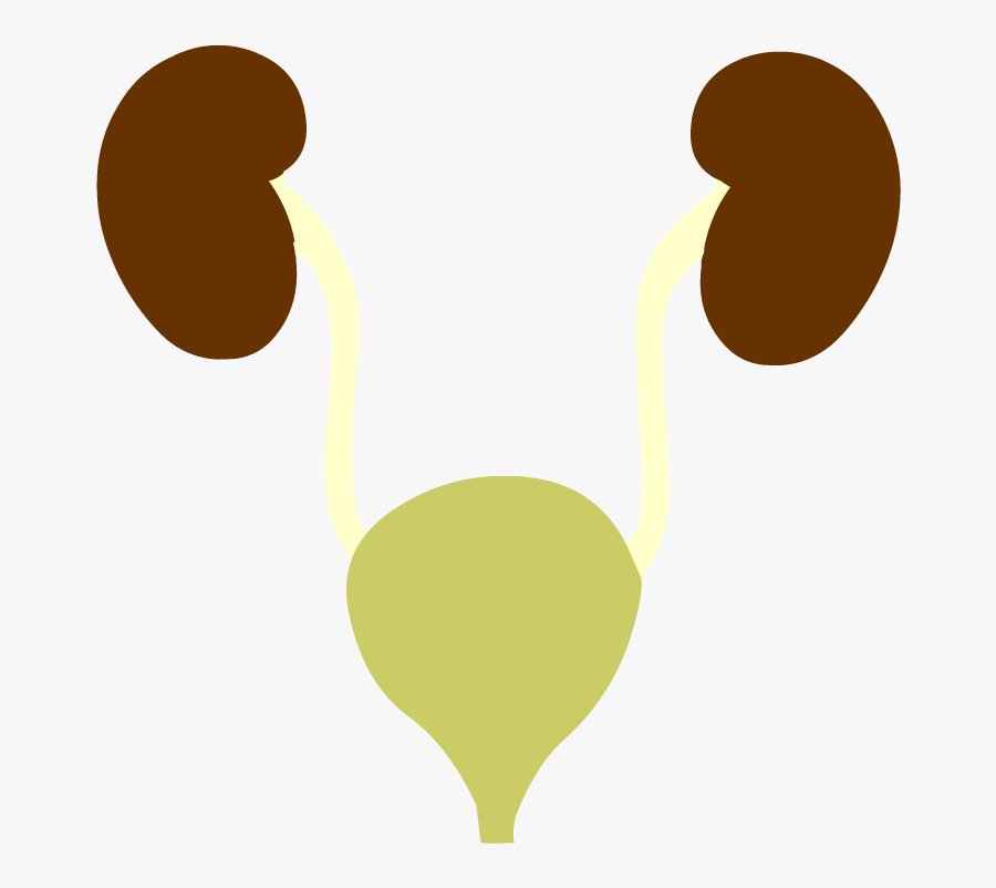 Urinary System Cartoon Png , Free Transparent Clipart - ClipartKey