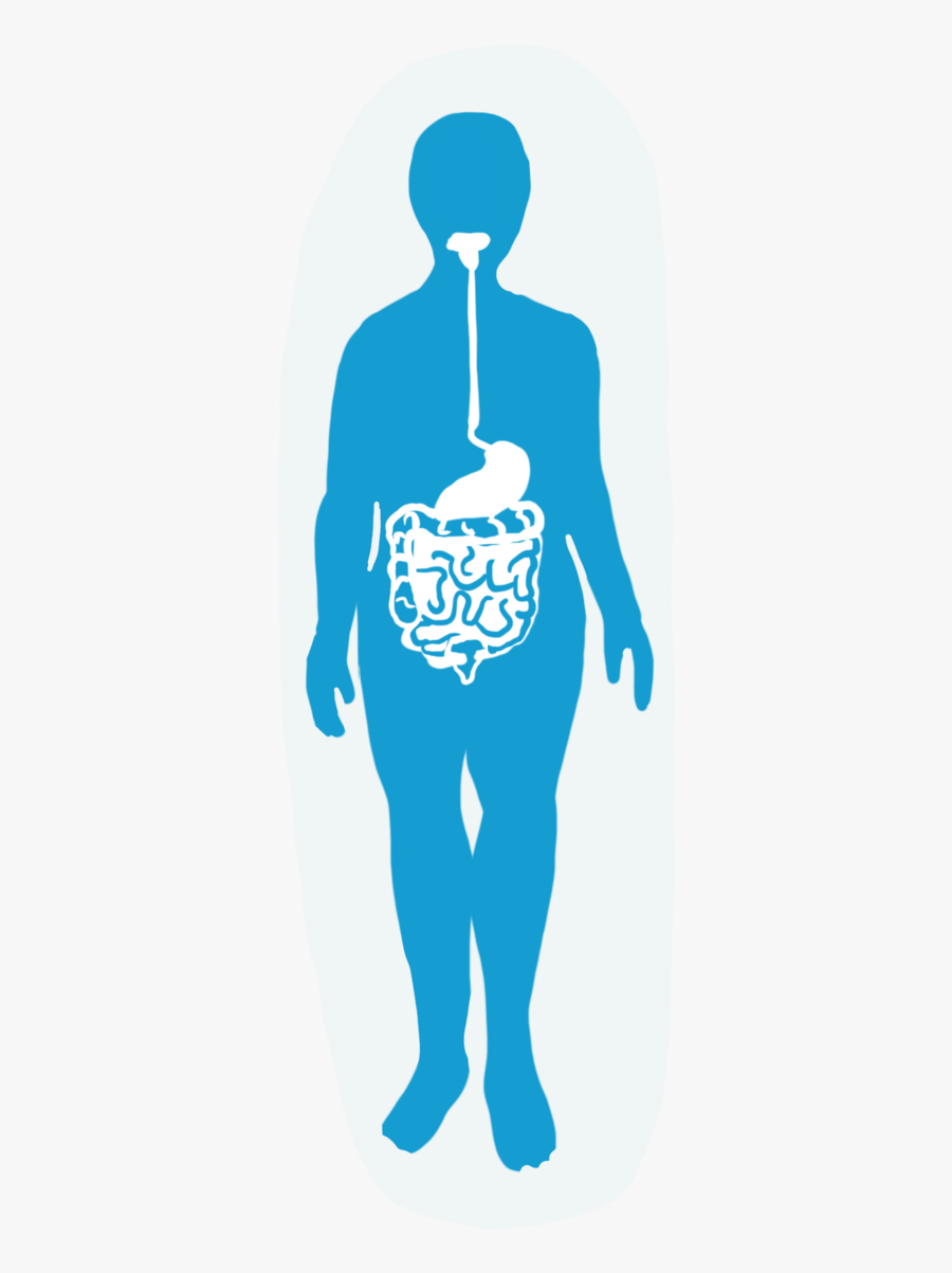 Transparent Digestive System Png , Free Transparent Clipart - ClipartKey