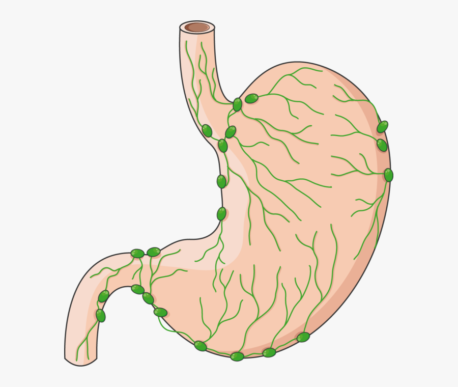 Lymphatic System Of Stomach , Free Transparent Clipart - ClipartKey
