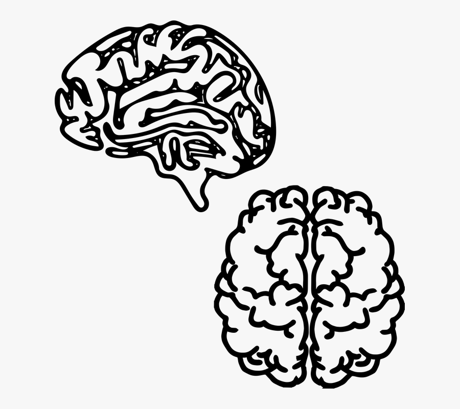 Graphic, Brain, Brains, Diagram, Line, Outline, Mind - Мозг Пнг , Free ...