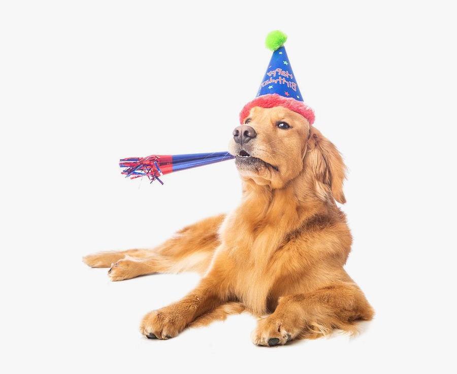 Puppy Dog Birthday Clipart Png - Dog In Birthday Hat Transparent , Free ...