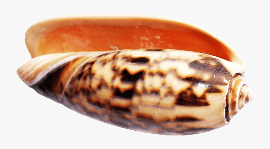Seashells Clipart 8 Object - Cone Snail Shell No Background , Free ...