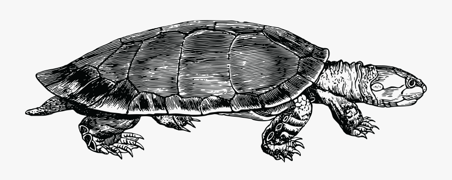 Free Of A - Snapping Turtle Clip Art Black And White , Free Transparent ...