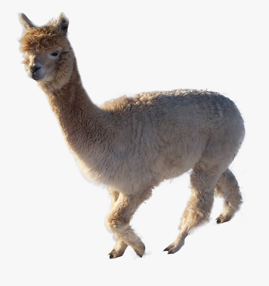 Alpaca Clipart Transparent - Llama Cut Out Png , Free Transparent ...