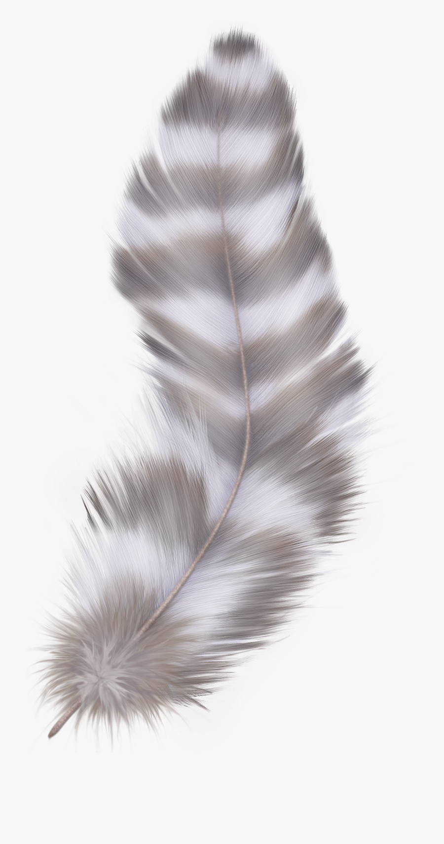 Transparent Background Feather Png , Free Transparent Clipart - ClipartKey