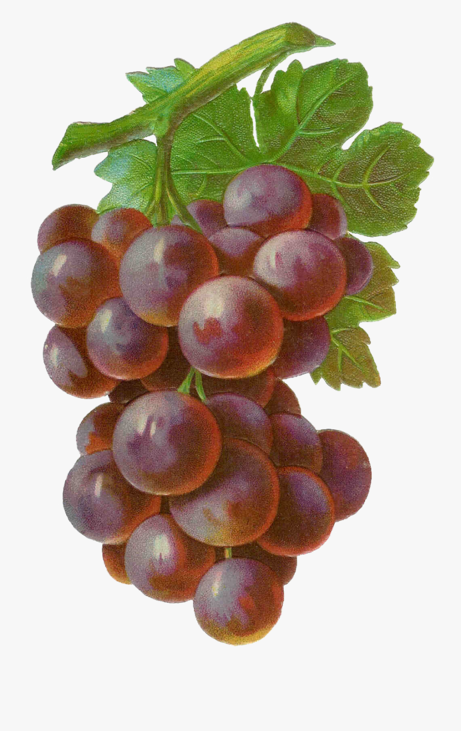 Transparent Grape Clipart - Grapes Clip Art , Free Transparent Clipart ...