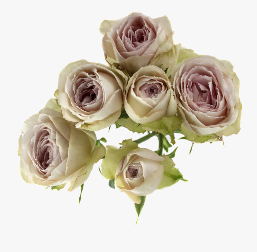Clip Art Dusty Pink Roses - Silver Lace Spray Rose , Free Transparent ...