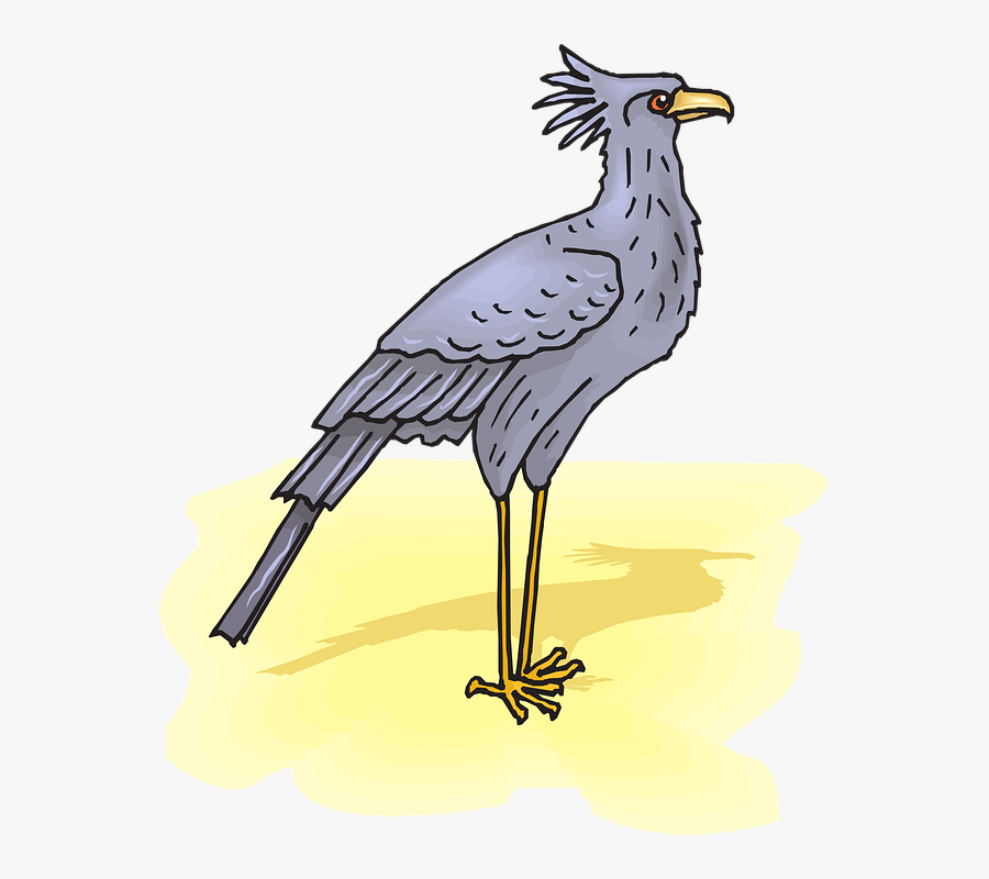 Secretary, Bird, Sand, Shadow, Wings, Feathers - Secretary Bird ...