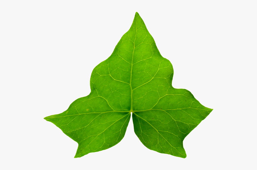 Aka Ivy Leaf Clip Art - Ivy Leaf , Free Transparent Clipart - ClipartKey