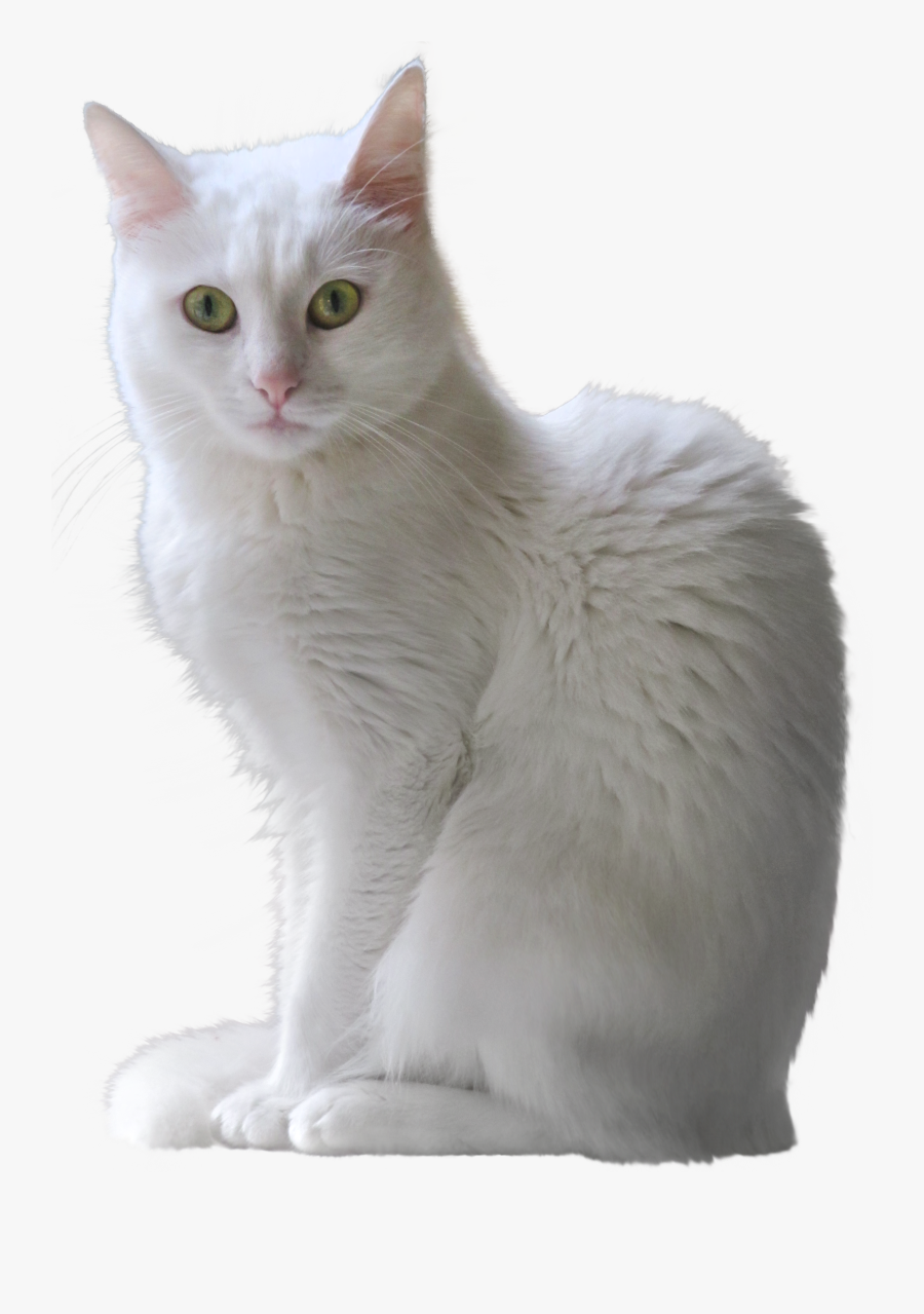 White Kitten Transparent Png Clipart In Kitten Clipart - White Cat ...