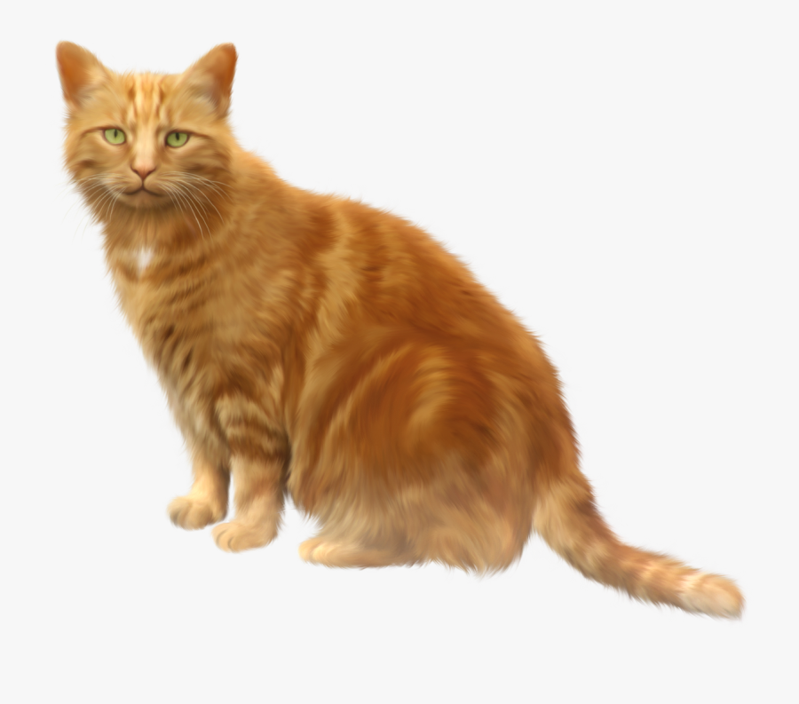 Orange Cat Transparent Png Clipart - Orange Cat Png , Free Transparent ...