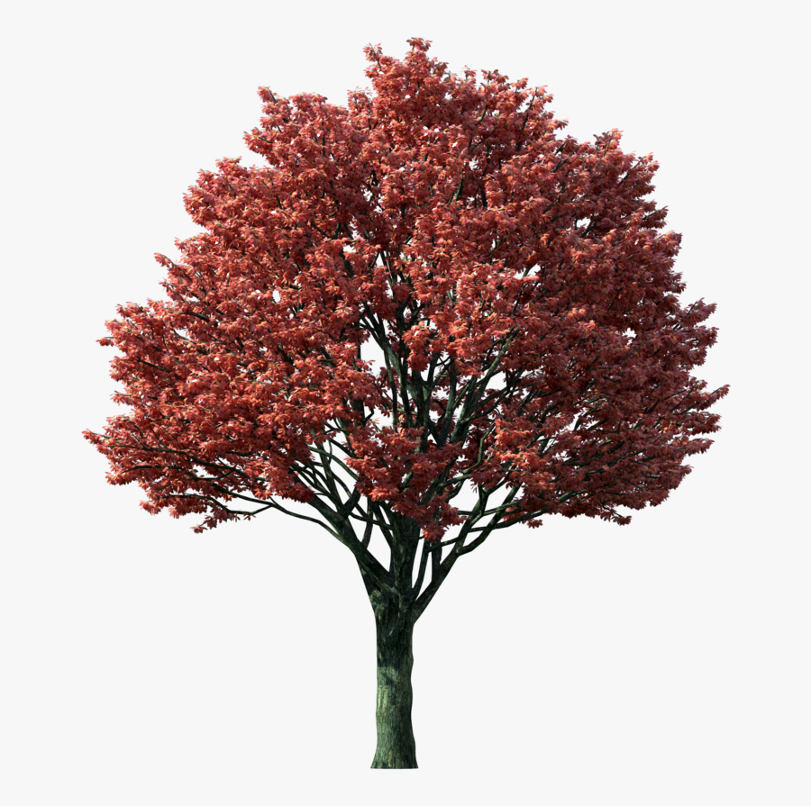 Tree Clipart Flaming Autumn Maple Tree - Red Maple Tree Png , Free ...