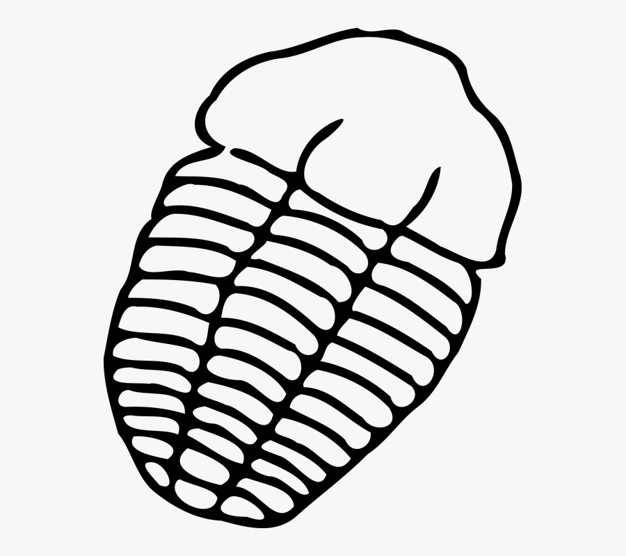 Trilobite, Fossil - Neck Deep Logo Png , Free Transparent Clipart ...