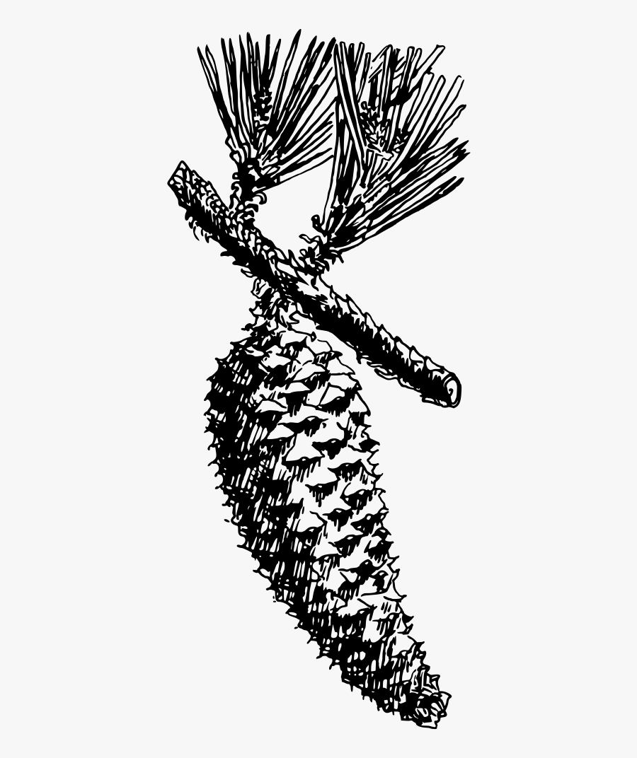Slash Pine - Illustration , Free Transparent Clipart - ClipartKey