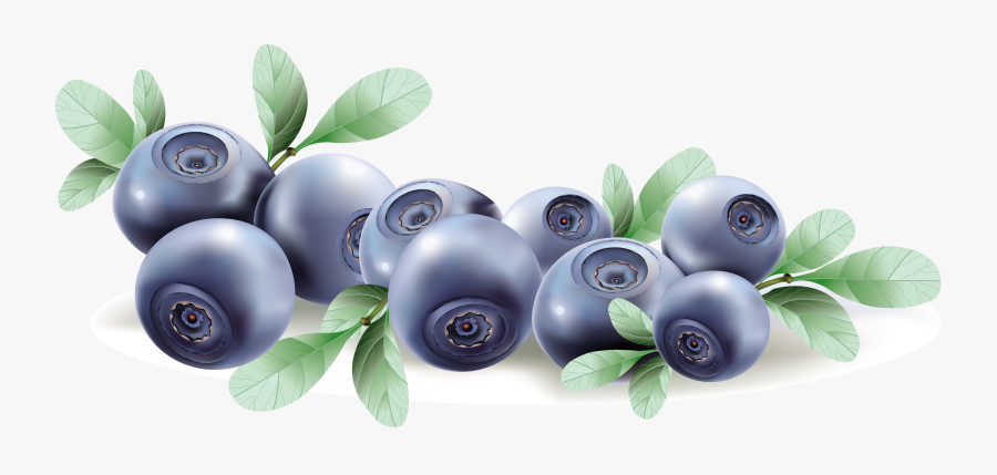 Blueberries Png Image - Blueberry Vector , Free Transparent Clipart ...
