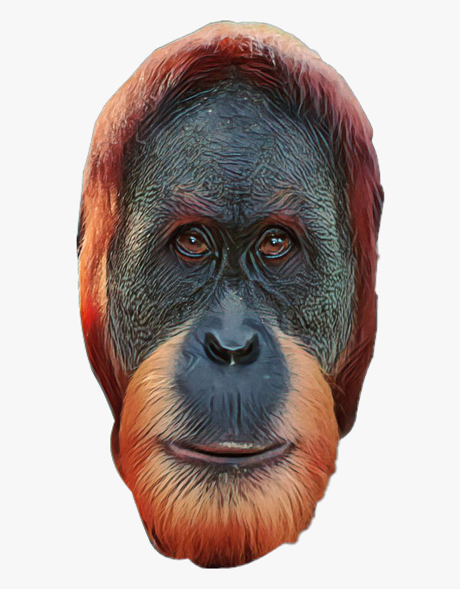 #orangutan - Orangutan Face Png , Free Transparent Clipart - ClipartKey