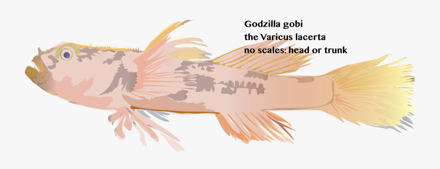 Tornabene L, Robertson Dr, Baldwin Cc Varicus Lacerta, - Fish , Free ...