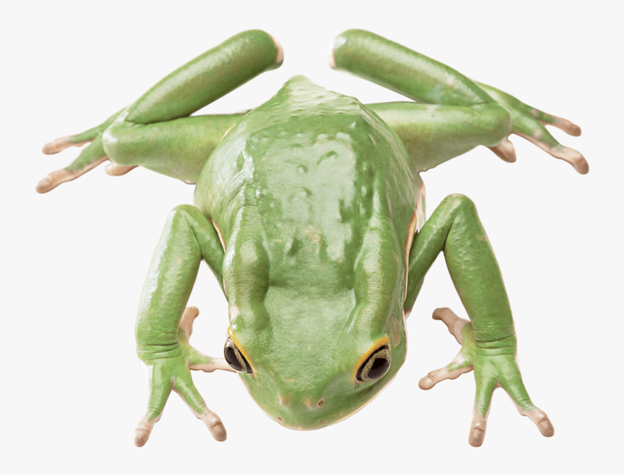 Frog - Frog Transparent Background , Free Transparent Clipart - ClipartKey