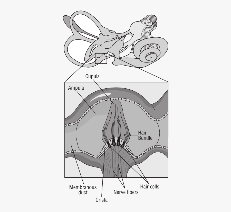 Vestibular System Png , Free Transparent Clipart - ClipartKey