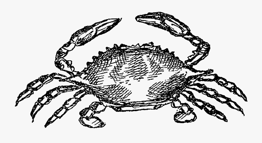 Crab Png Illustration , Free Transparent Clipart - ClipartKey