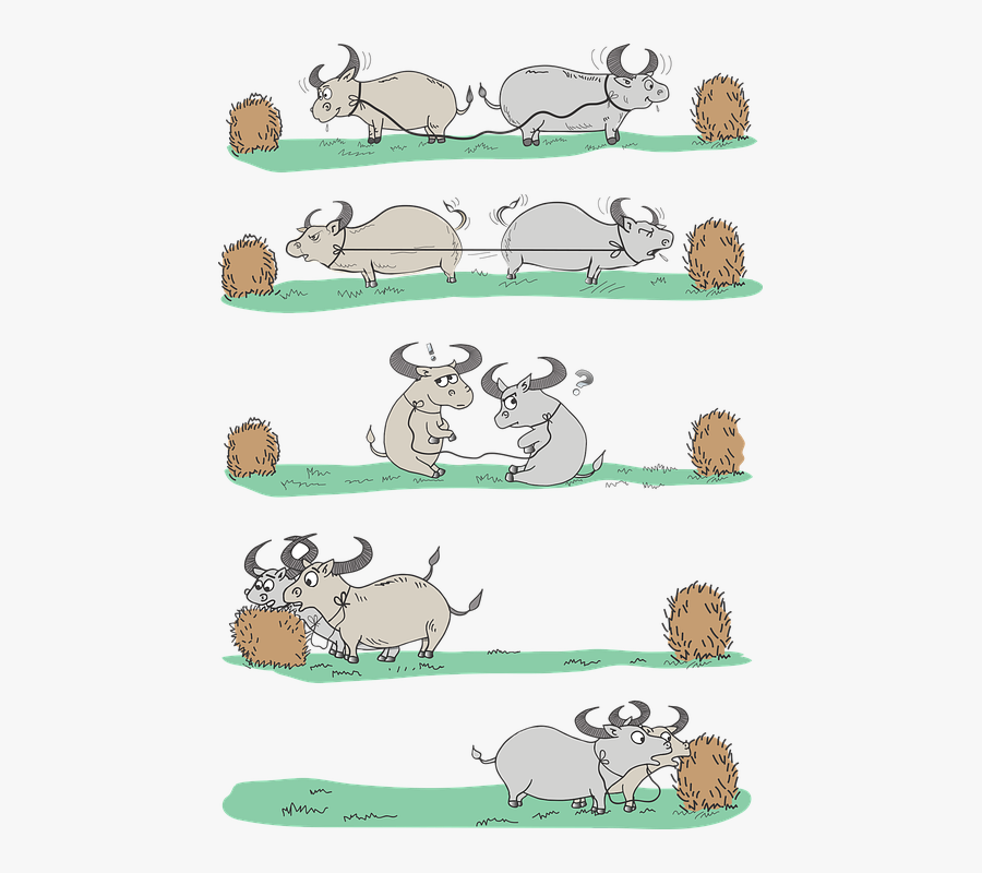 Buffalo, Buffaloes, Pull, Competition, Cooperation, - Cooperation In ...
