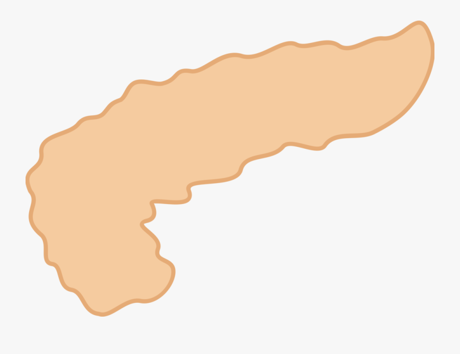 Pancreas Clip Art , Free Transparent Clipart - ClipartKey