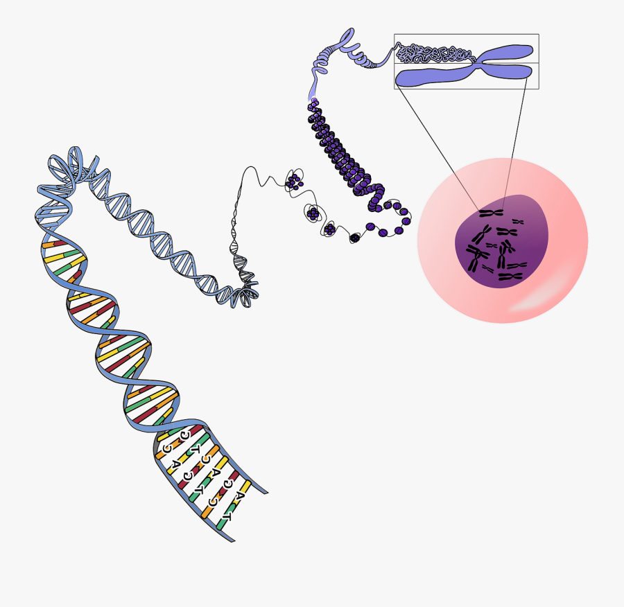 Chromosome , Free Transparent Clipart - ClipartKey