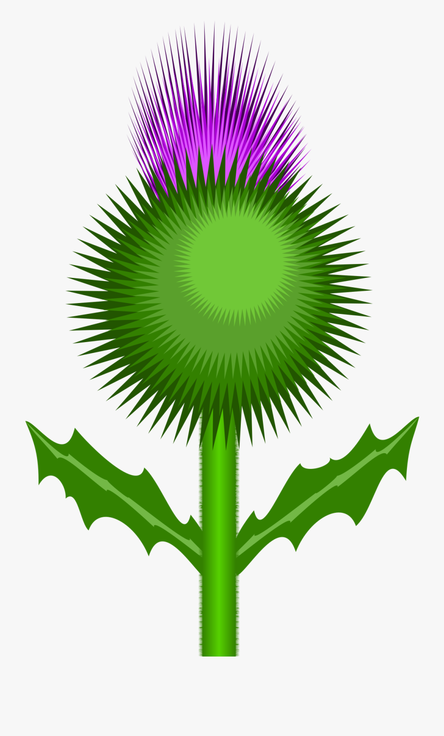Scottish Thistle Clip Art - Scotch Thistle Thistle Clipart , Free ...