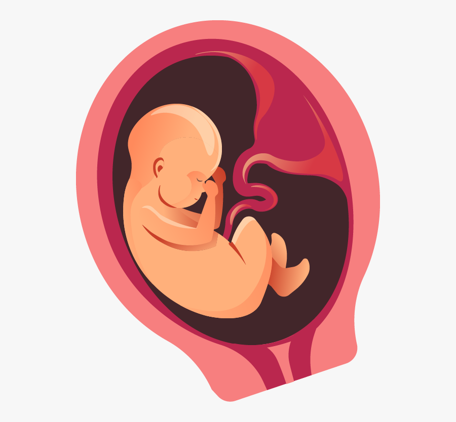 Four Months - Baby In Womb Png , Free Transparent Clipart - ClipartKey