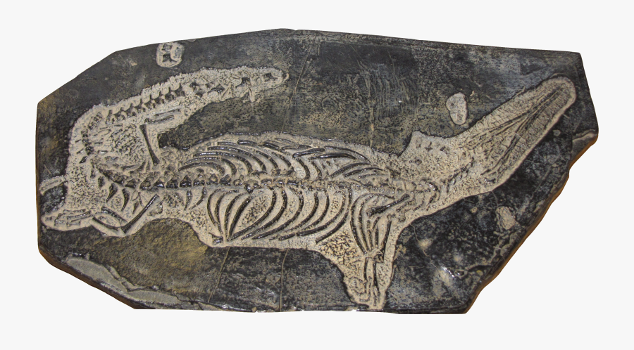 Png Images, Pngs, Fossil, Fossils, , Free Transparent Clipart - ClipartKey
