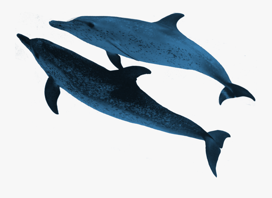 Real Sea Animals Png , Free Transparent Clipart - ClipartKey