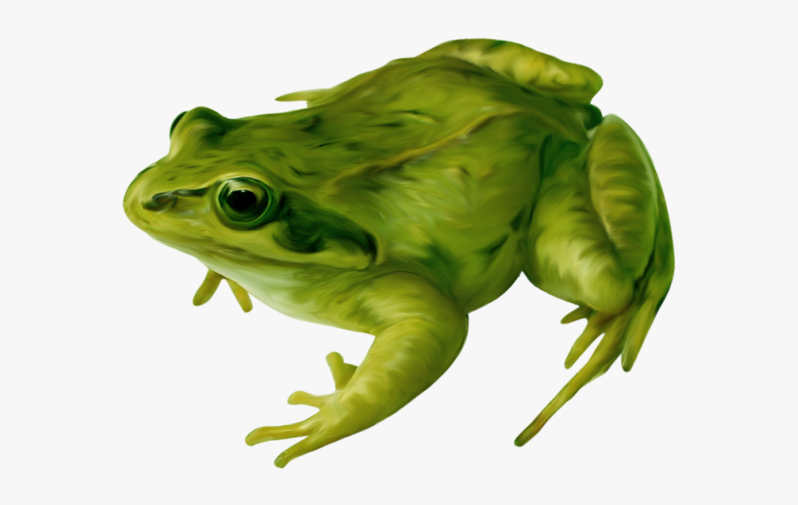 Transparent Amphibians Clipart - Amphibians Png , Free Transparent ...