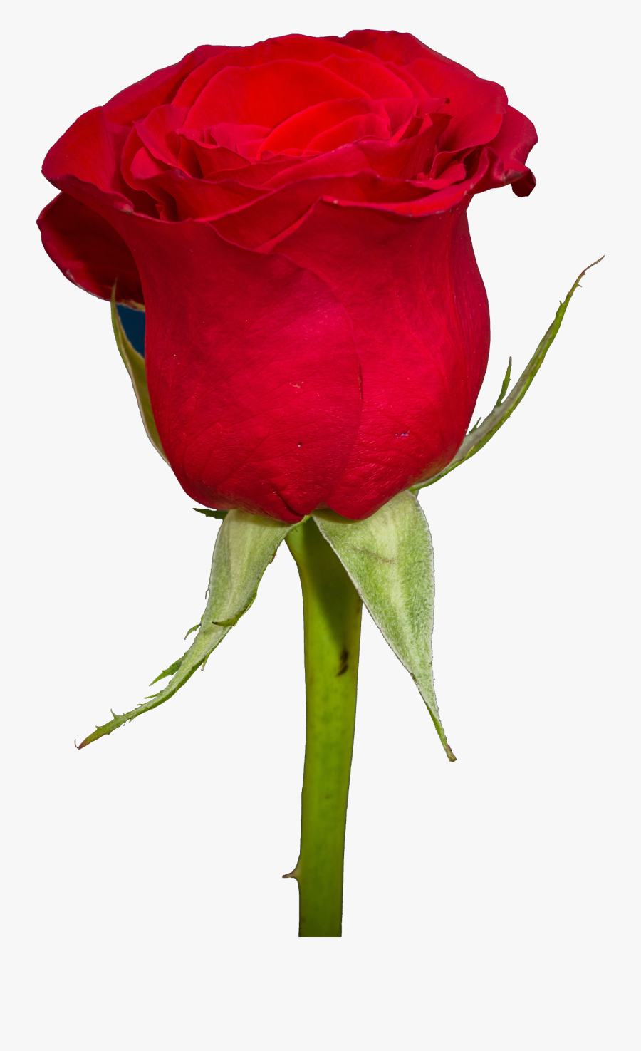 Close Png Transparent - Gulab Ka Photo Hd , Free Transparent Clipart ...