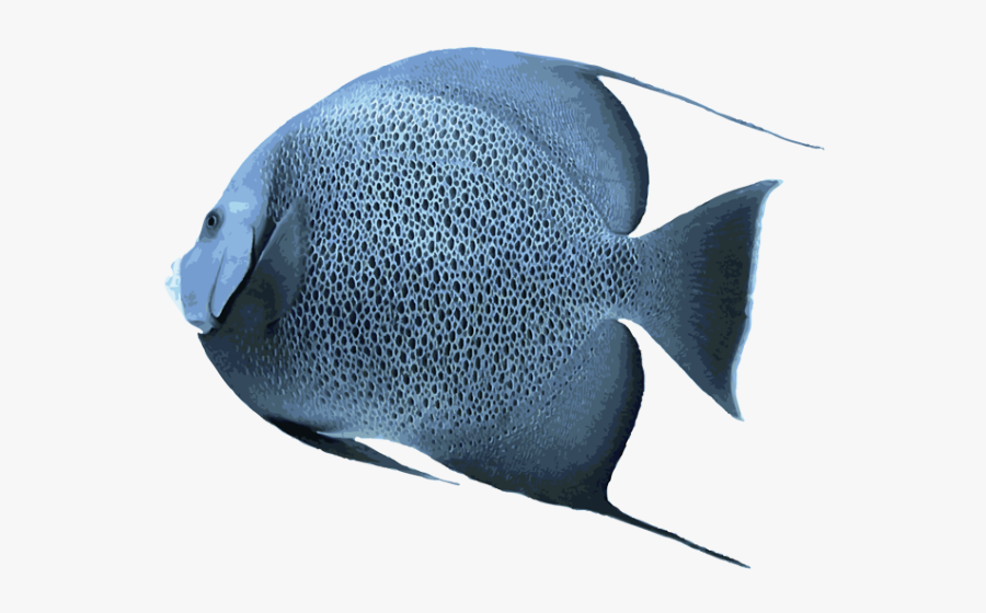 Angelfish Transparent Png - Transparent Background Reef Fish Png , Free ...