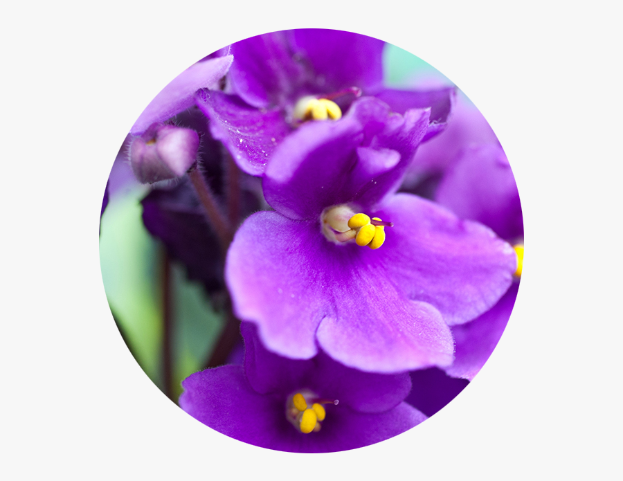 Transparent Violets Png - Violets Aren T Blue , Free Transparent ...