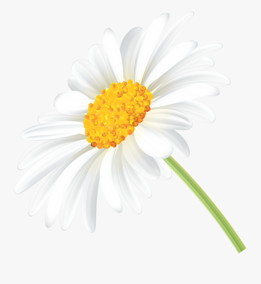 Daisy Clipart Transparent - Transparent Daisy Png , Free Transparent ...