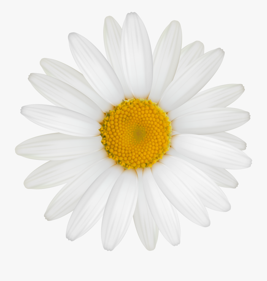 Transparent Background Daisy Flower Clipart , Free Transparent Clipart ...