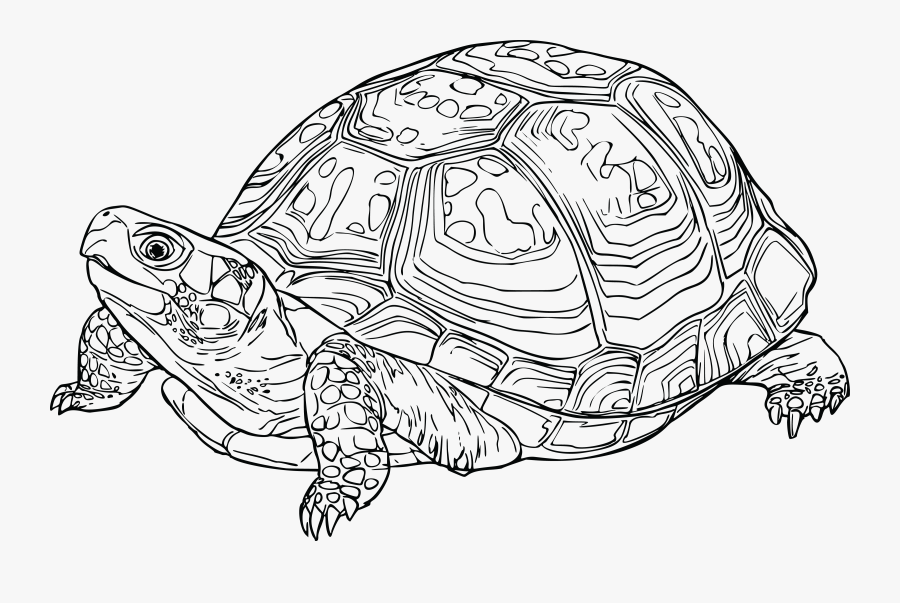 Box Turtle Clipart & Box Turtle Clip Art Images - Eastern Box Turtle ...