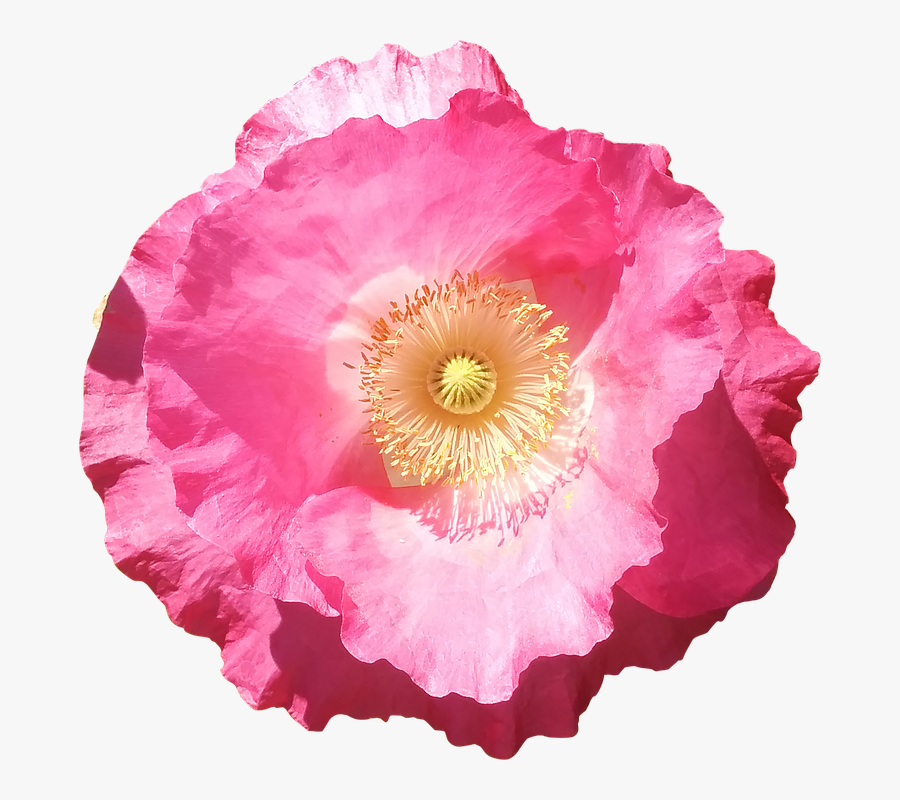 Transparent Summer Flowers Clipart , Free Transparent Clipart - ClipartKey