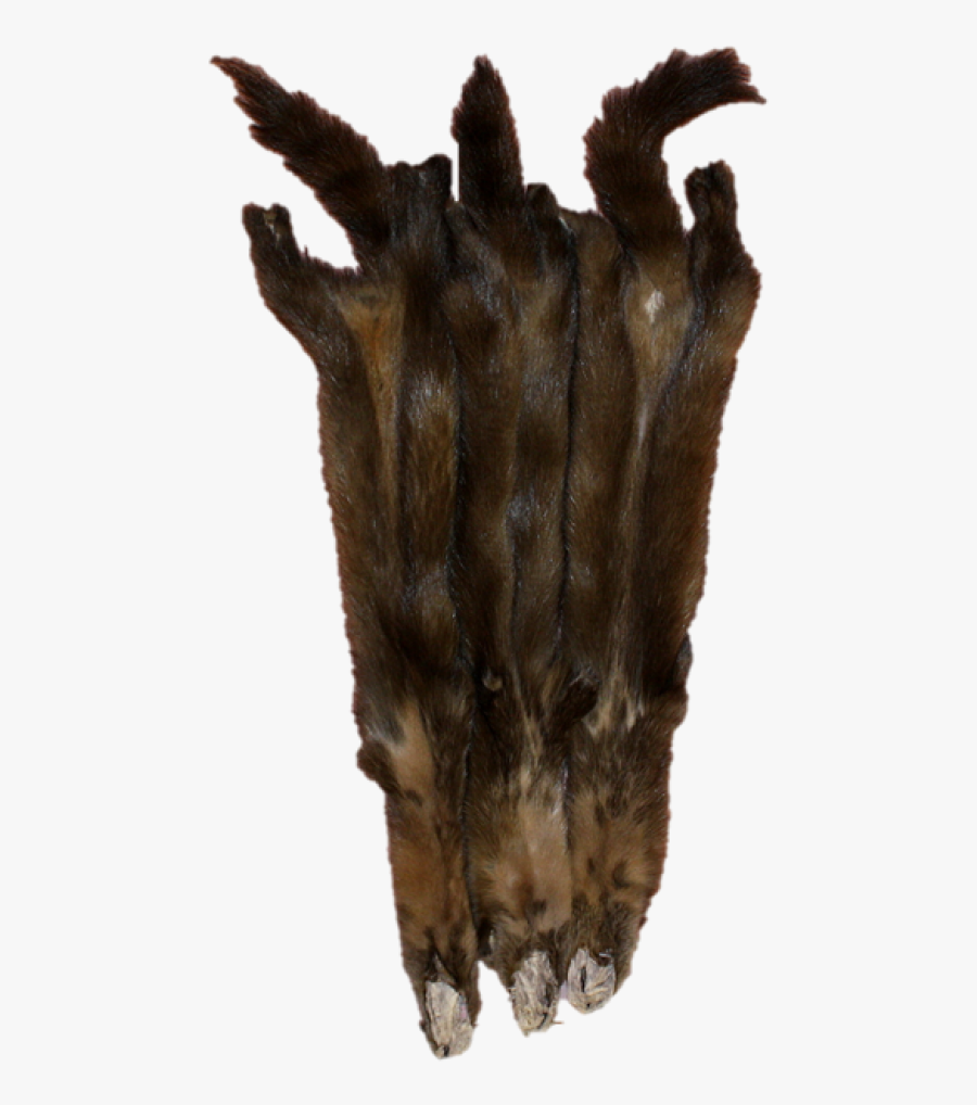 Sable/pine Marten Pelt - Clip Art Otter Pelts , Free Transparent ...